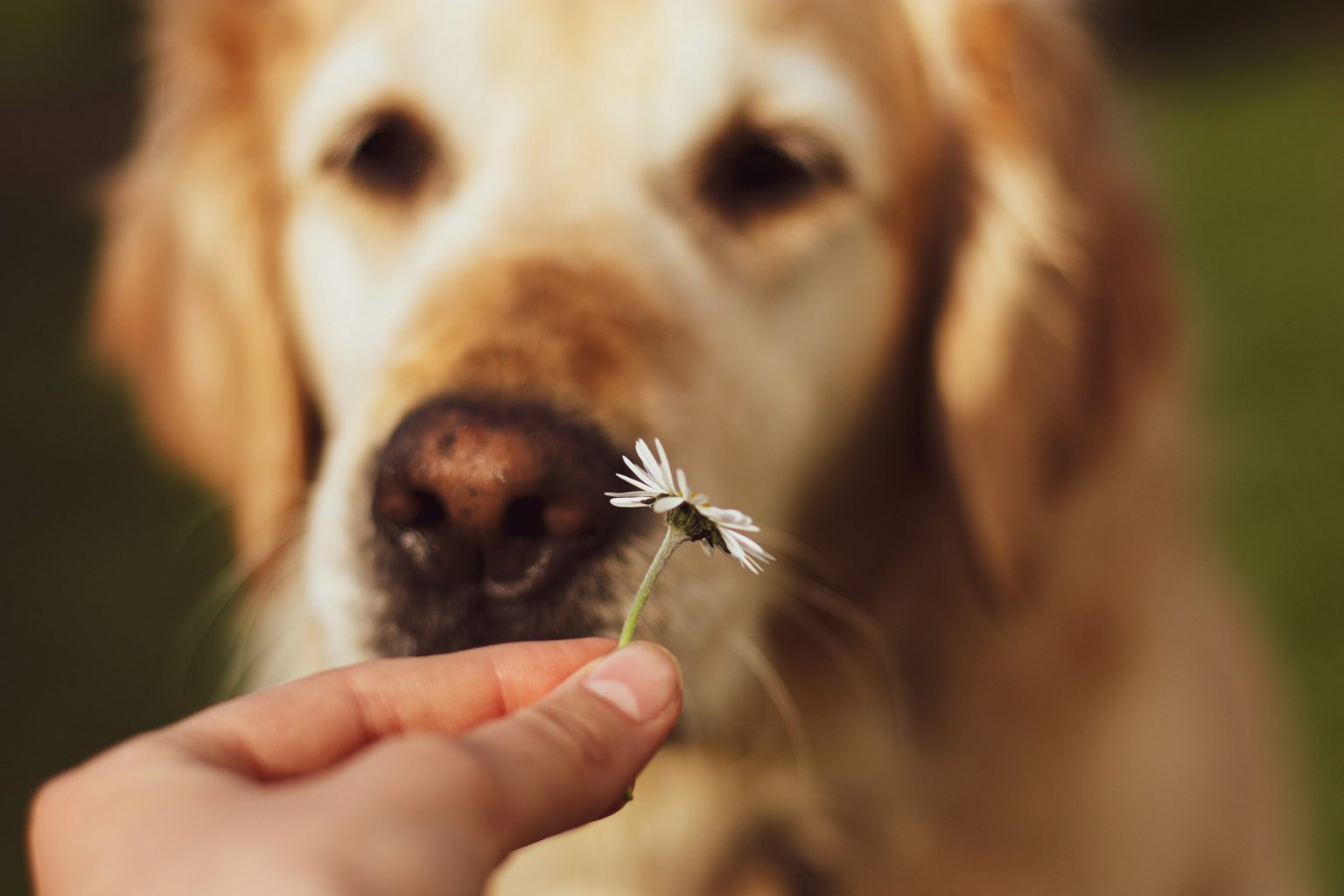 A Beginner's Guide to Avoiding Common Pet Ownership Mistakes